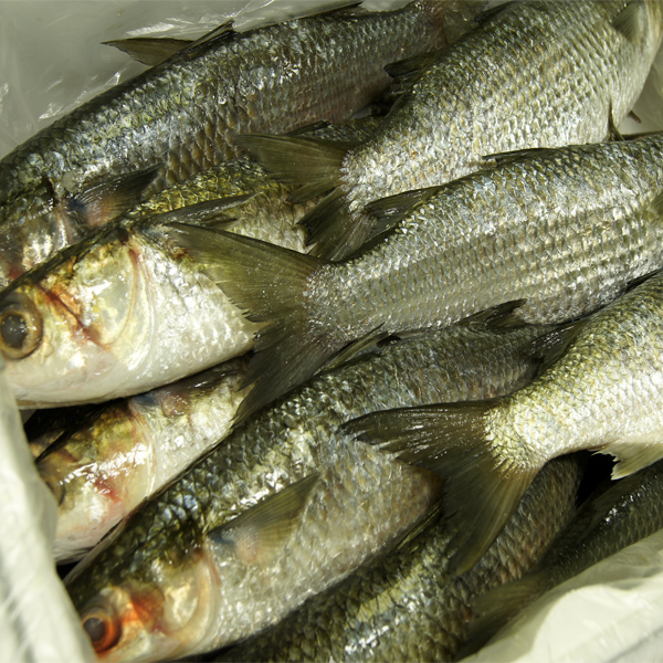 Fresh Whole Fish Archives - Page 3 of 4 - Capalaba Aussie Seafood House