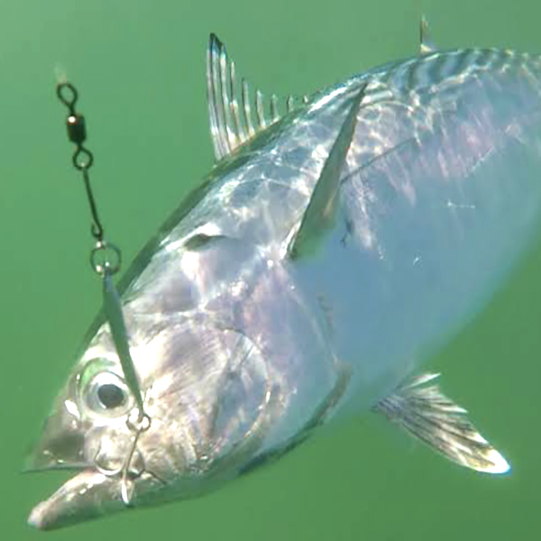 Tuna Wild Caught Queensland - Capalaba Aussie Seafood House