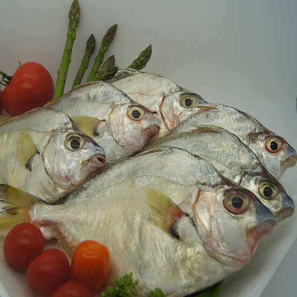 Silver Dollar Trevally - Capalaba Aussie Seafood House