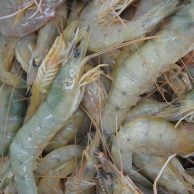 Fresh Wild Caught Queensland Prawn's & Crab's Archives - Capalaba ...
