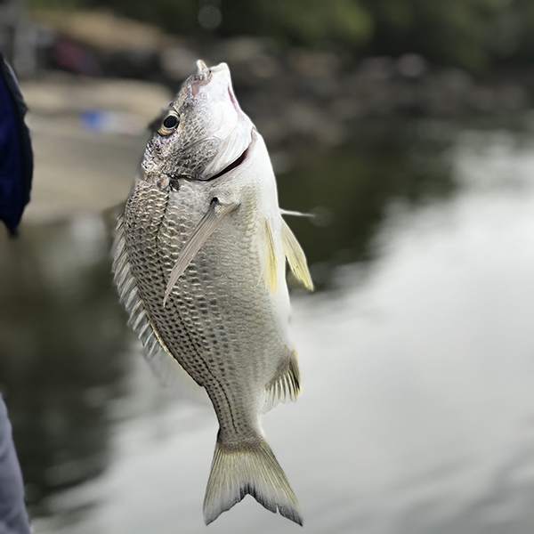 Silver Bream Local Wild Caught $13.99 kg - Capalaba Aussie Seafood House