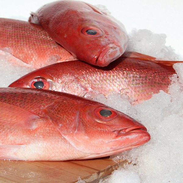 Queensland Fresh Red Snapper - Capalaba Aussie Seafood House