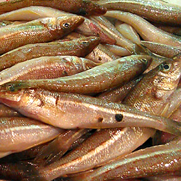 Whiting Diver Local Wild Caught - Capalaba Aussie Seafood House